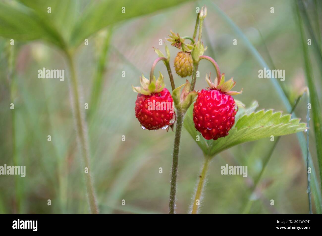 Fruits de la forêt tropicale Banque de photographies et d’images à ...