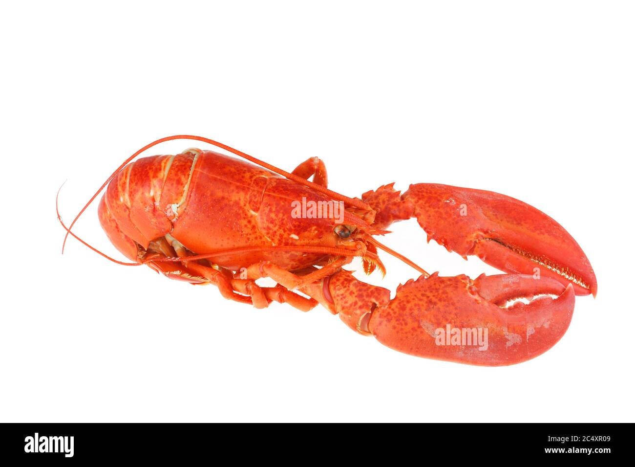 Homard rouge cuit Banque de photographies et d’images à haute ...