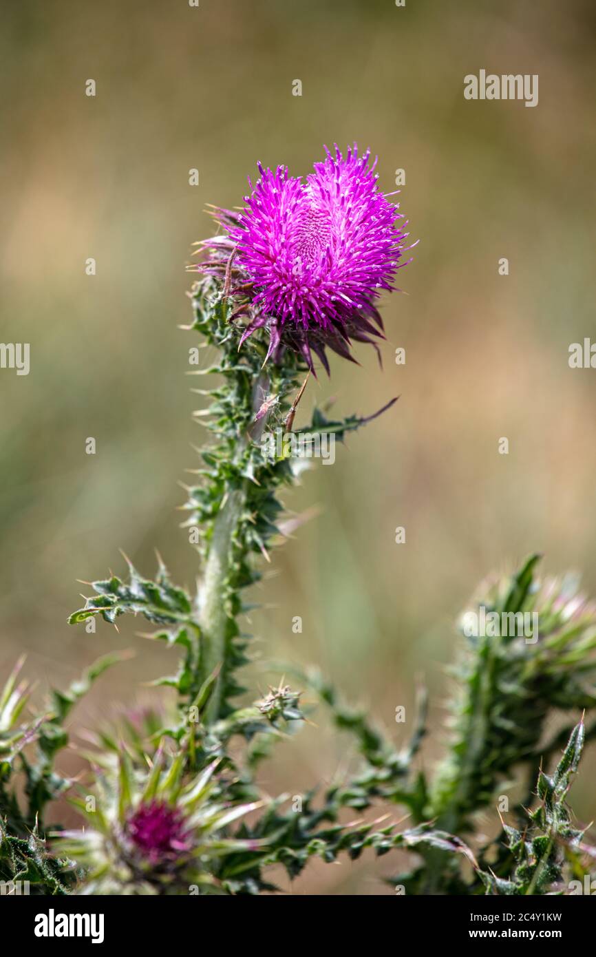 Chardon sauvage Banque de photographies et d’images à haute résolution ...