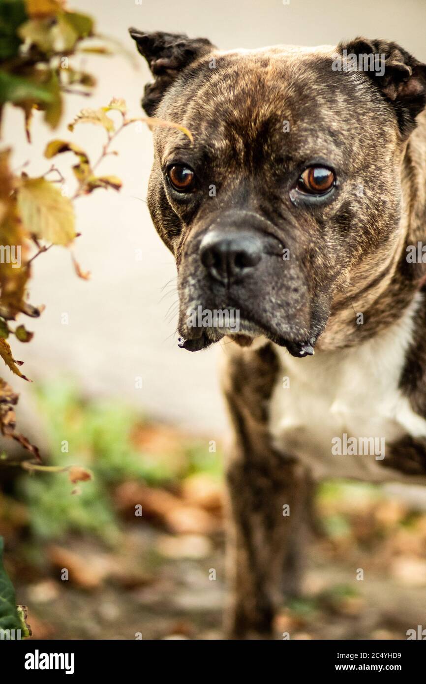 Chien enragé Banque de photographies et d’images à haute résolution - Alamy