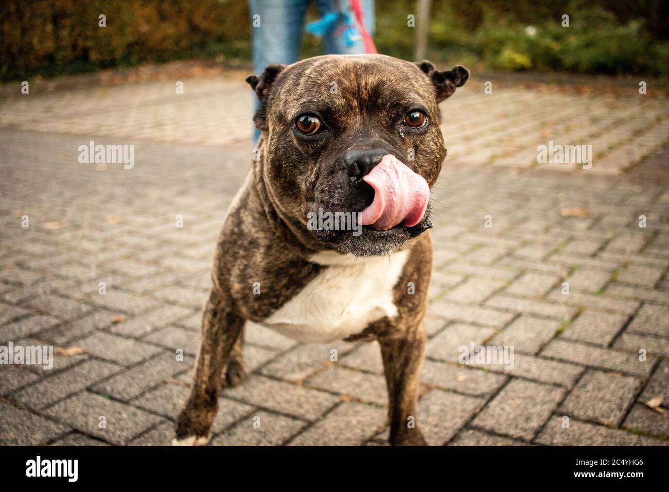 Chien enragé Banque de photographies et d’images à haute résolution - Alamy