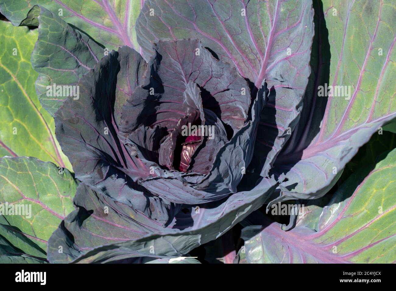 Jardin de chou rouge Banque de photographies et d’images à haute ...