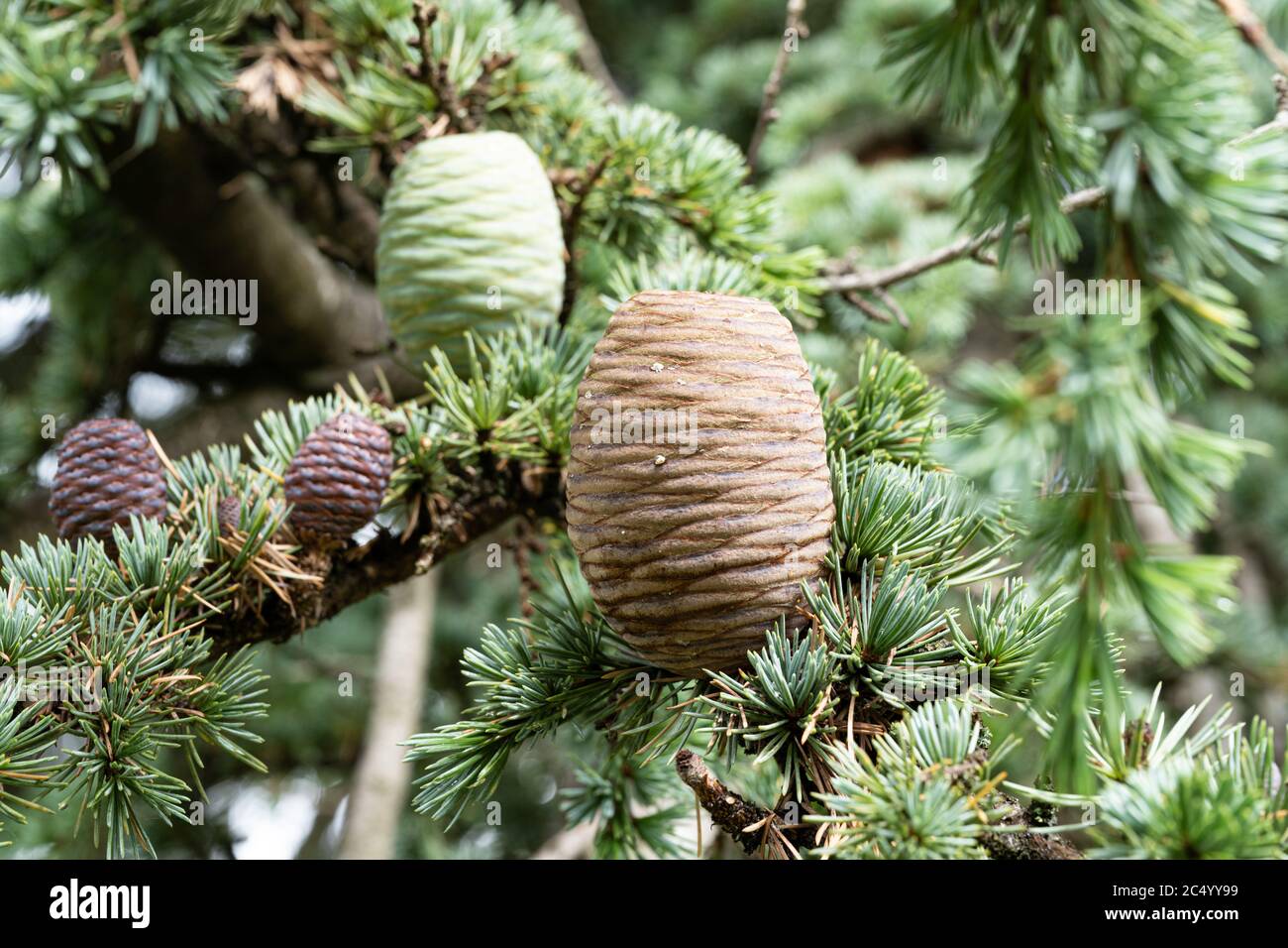 Cedar of lebanon cedrus libani Banque de photographies et d’images à haute résolution - Alamy