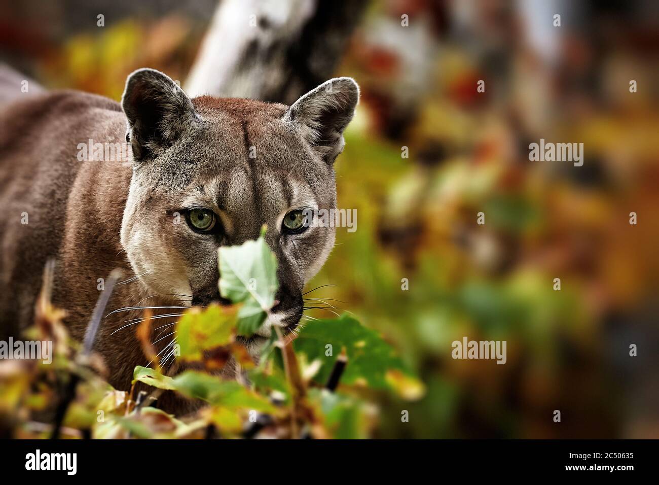 Portrait de la belle Puma en forêt d'automne. Couguar américain - lion ...