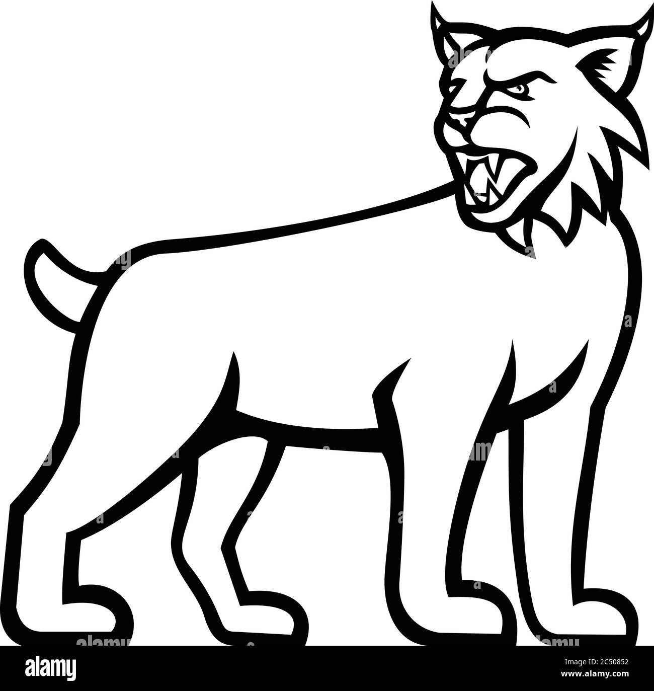 Canada lynx Banque d'images vectorielles - Alamy