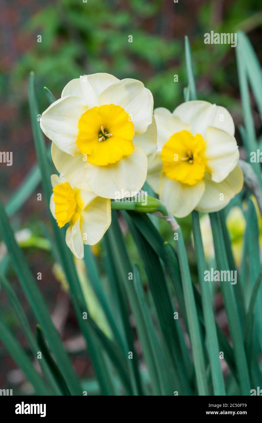 Narcissus sun disc Banque de photographies et d’images à haute résolution - Alamy