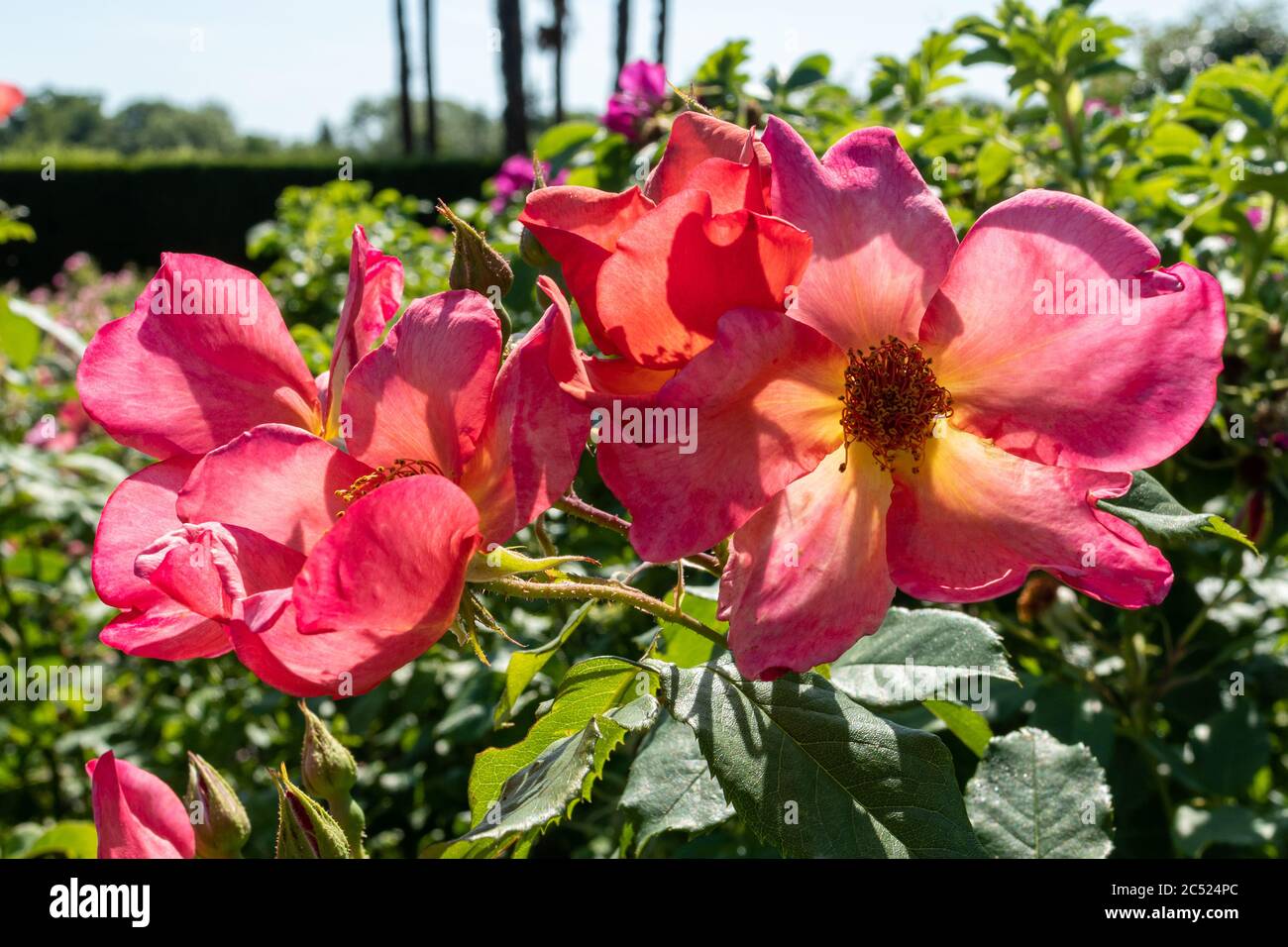 Fleurs corail Banque de photographies et d’images à haute résolution ...