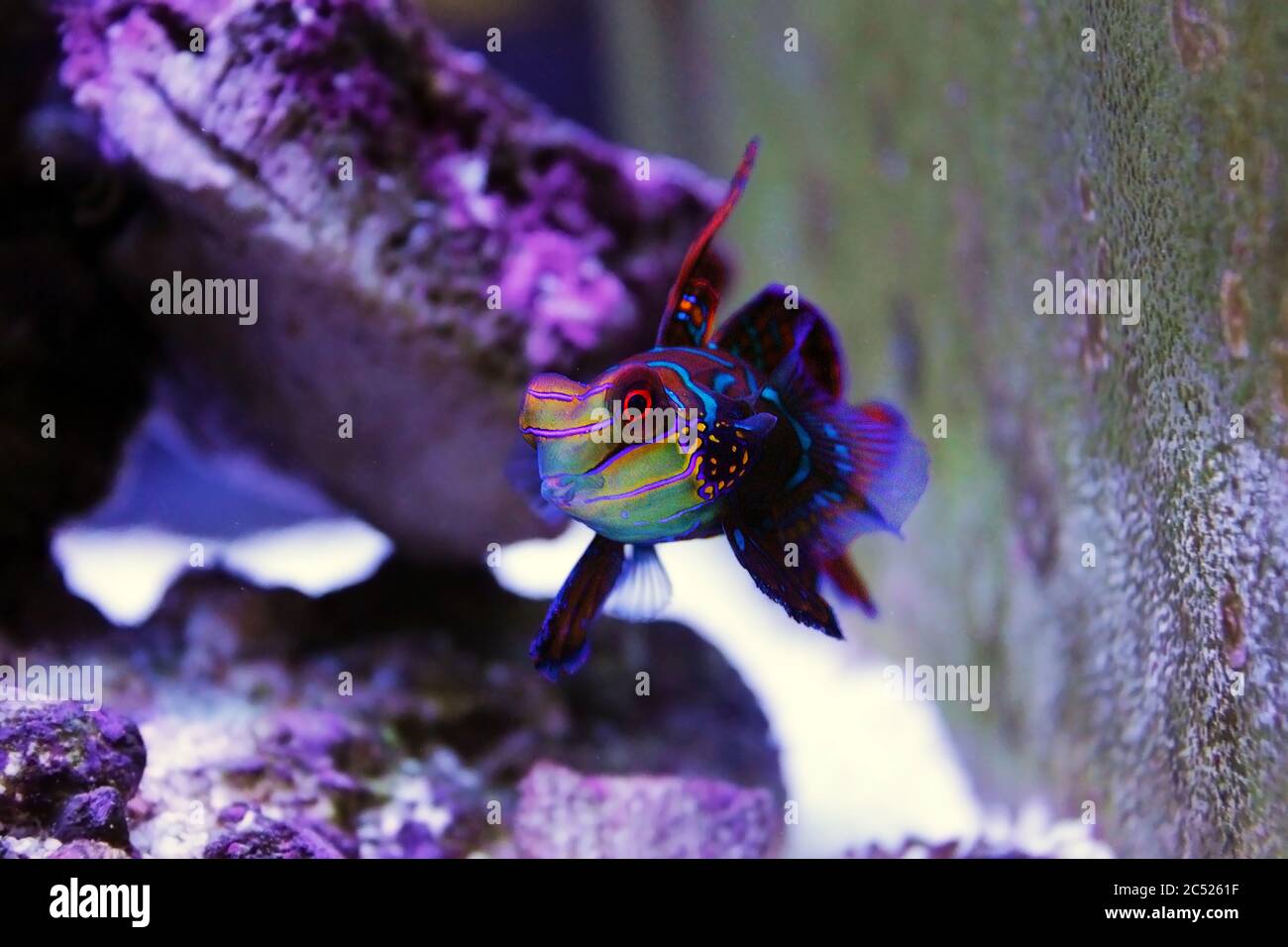 Le poisson mandarin, l'un des poissons d'eau salée les plus colorés ...