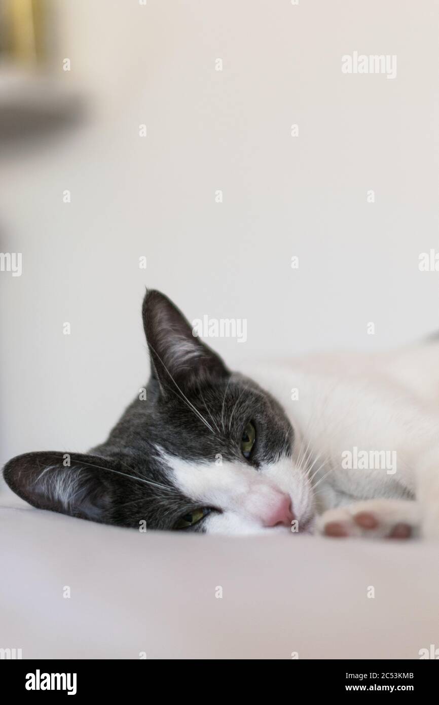 Chat qui dort sur le lit Banque de photographies et d’images à haute ...
