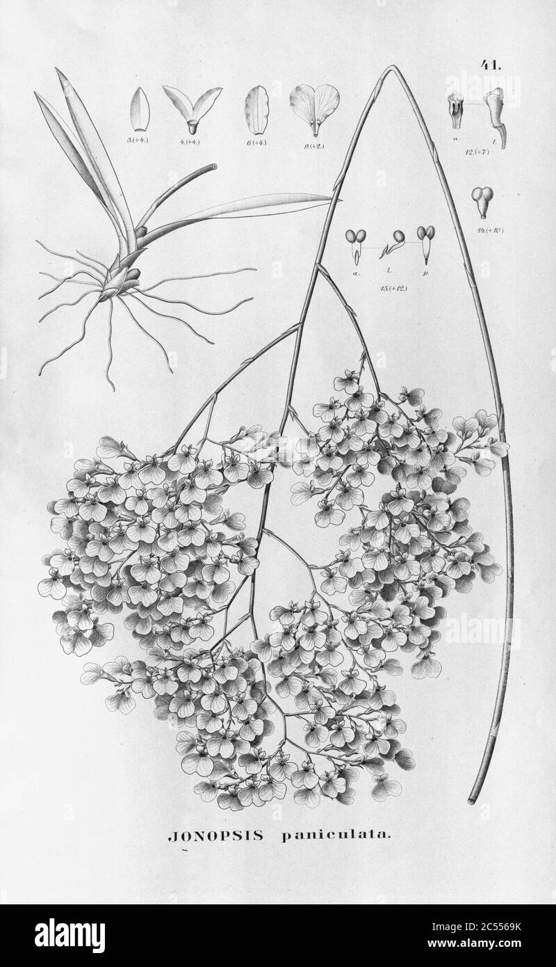 Ionopsis utricularioides Banque de photographies et d’images à haute ...