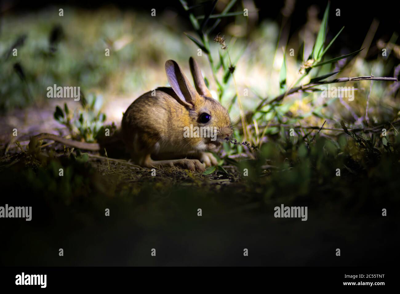 La gerboise des steppes Banque de photographies et d’images à haute ...