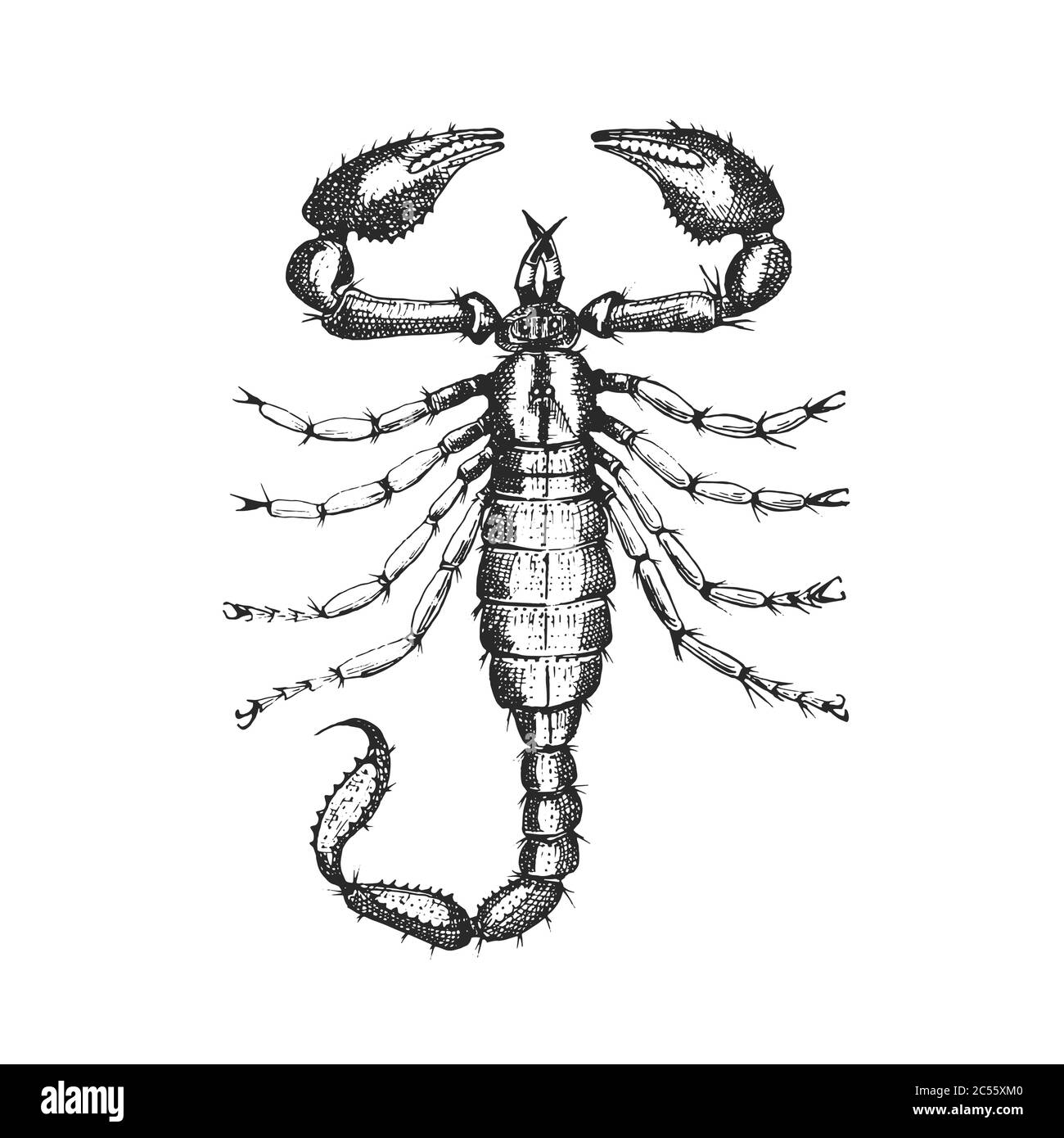 Scorpion insecte insecte insecte insecte dans vintage ancien dessin à ...