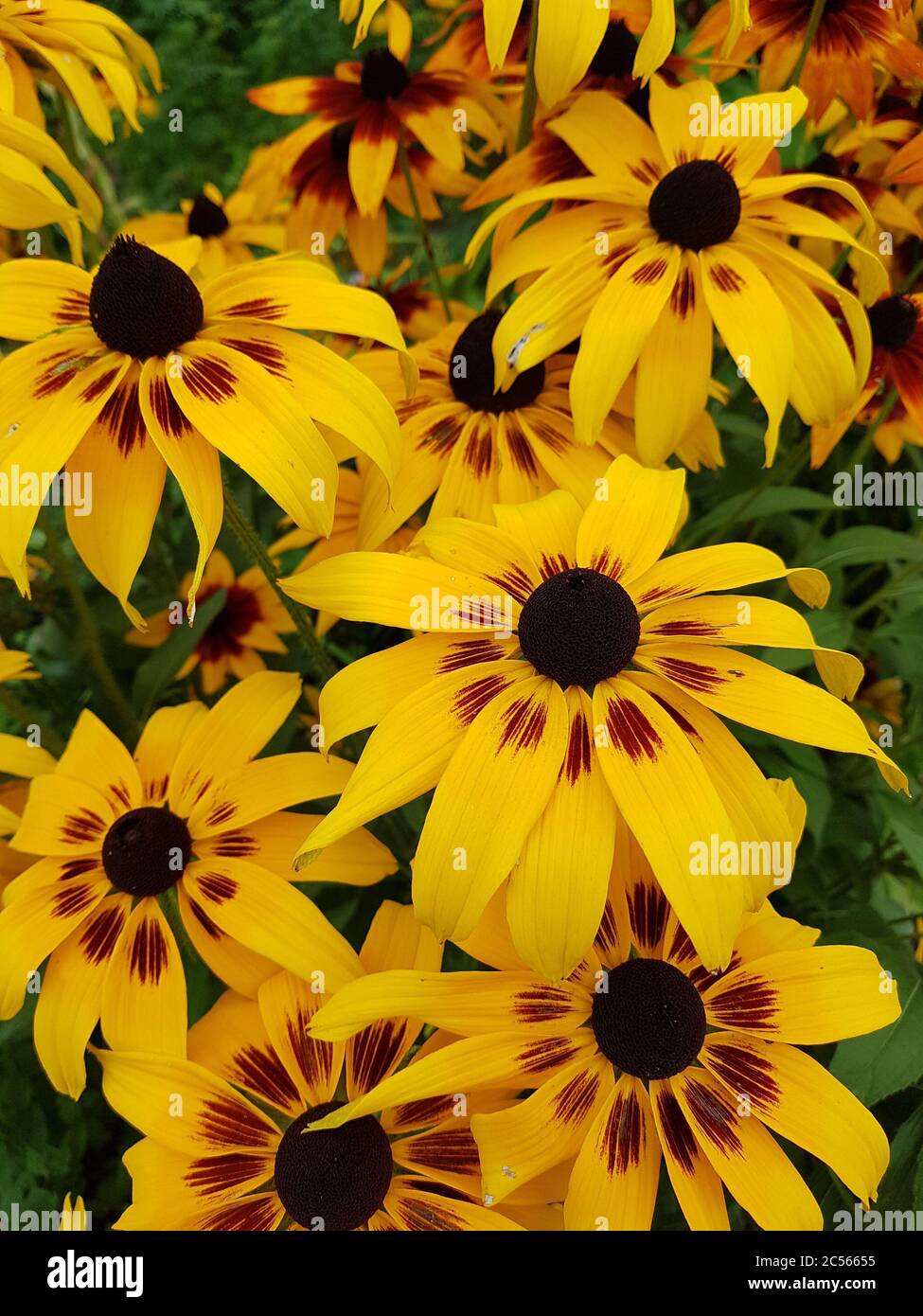 Chapeaux fleuris Banque de photographies et d’images à haute résolution ...