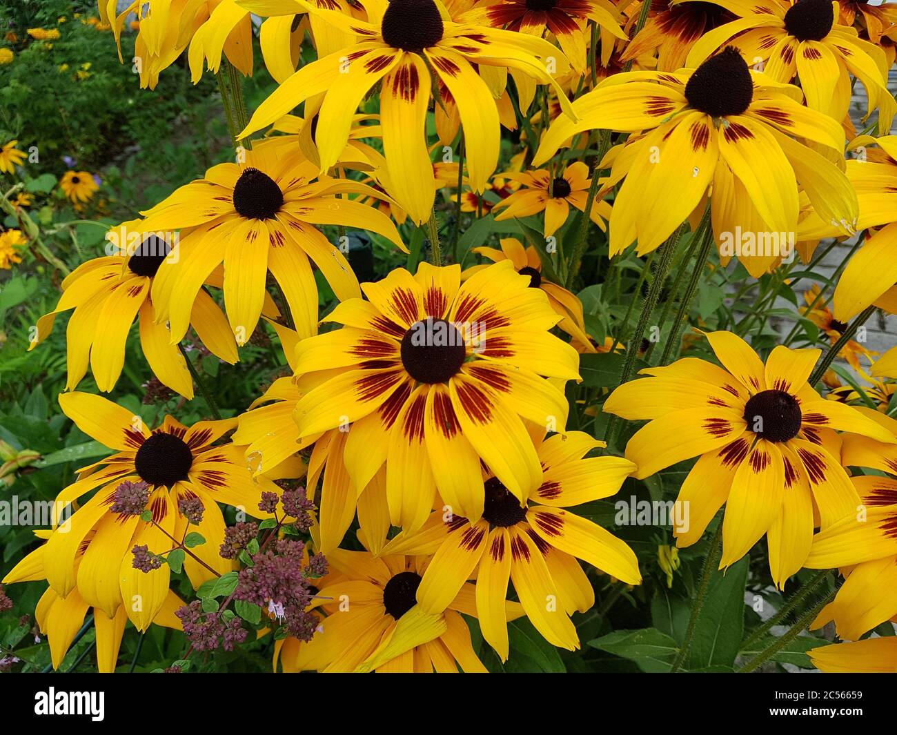 Chapeaux fleuris Banque de photographies et d’images à haute résolution ...