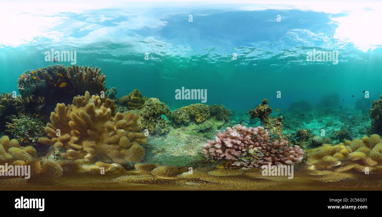 Poissons tropicaux et récif de corail à la plongée. Beau monde sous ...