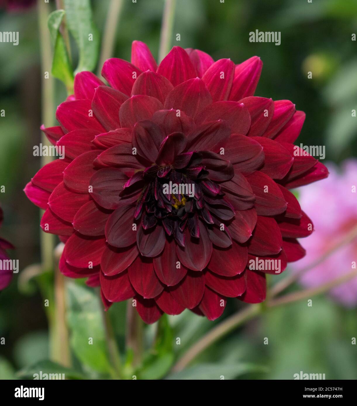 Dahlia nuit arabe Banque de photographies et d’images à haute ...