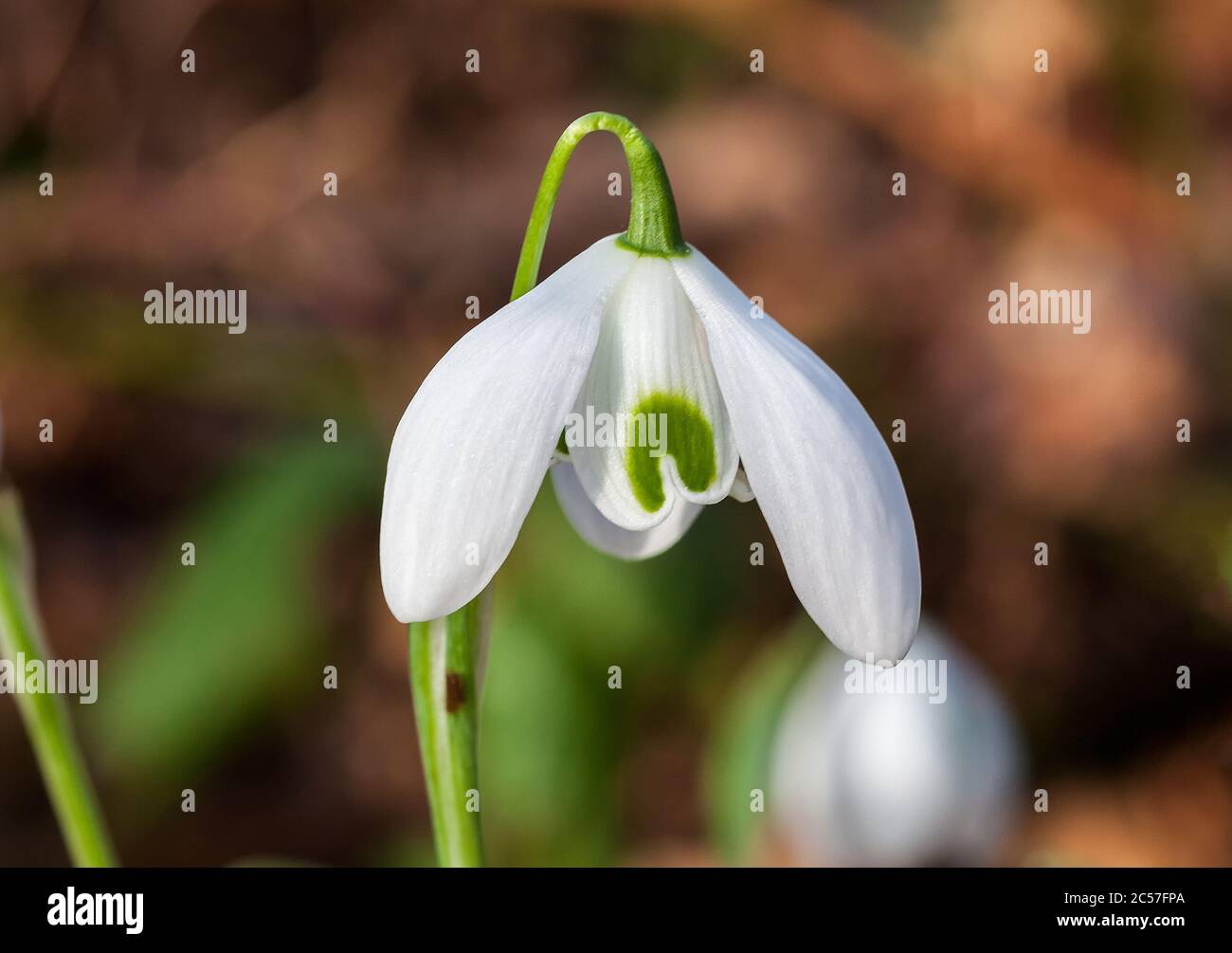 Galanthus hippolyta Banque de photographies et d’images à haute ...