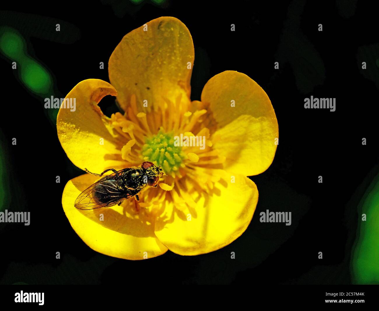 Mouche des fruits aux yeux rouges Banque de photographies et d’images à ...