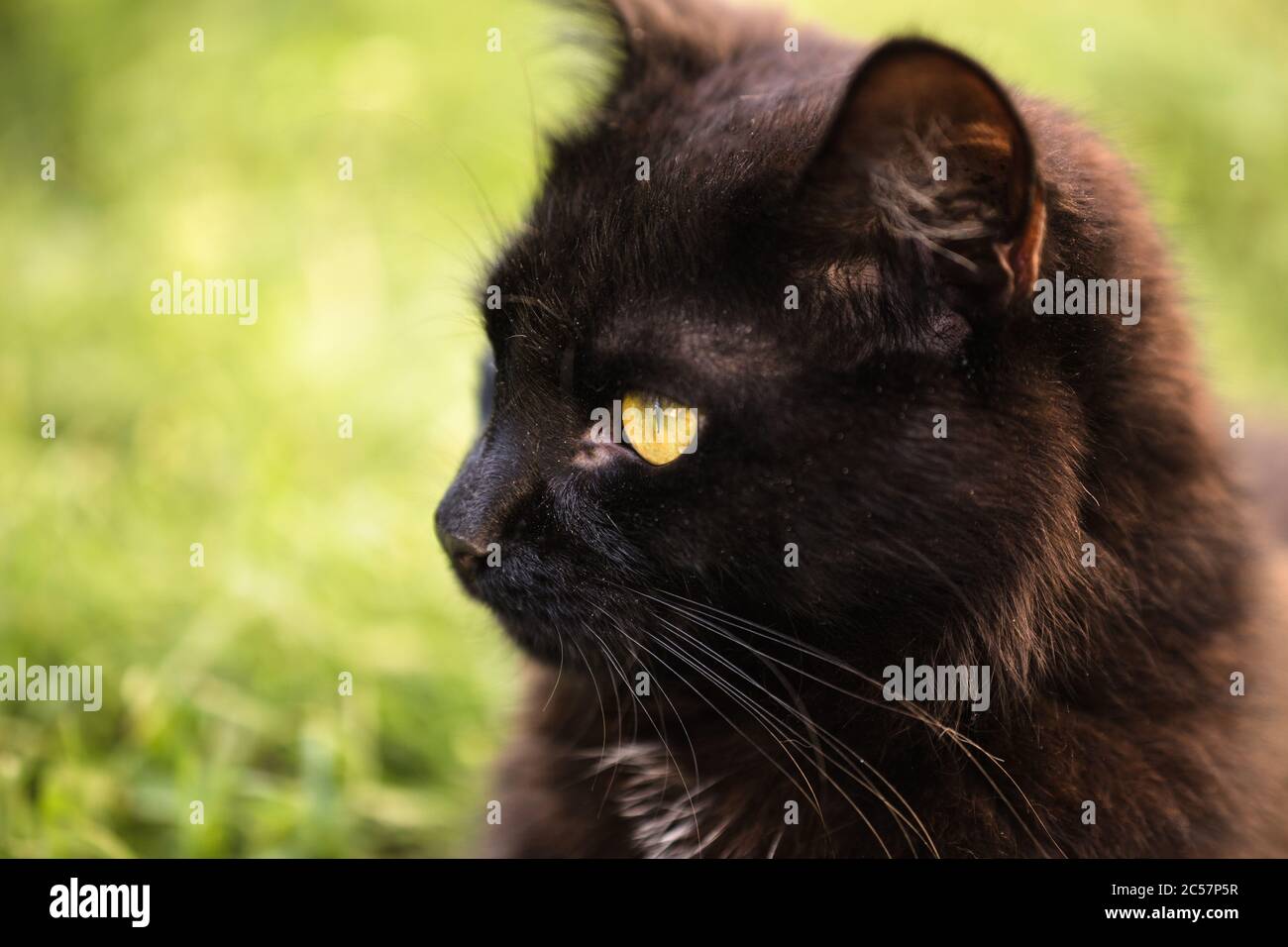 Pupille étroite des yeux Banque de photographies et d’images à haute ...