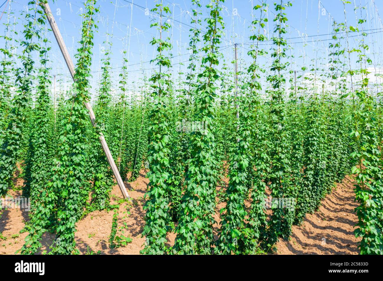 Cultiver le houblon humulus lupulus Banque de photographies et d’images ...