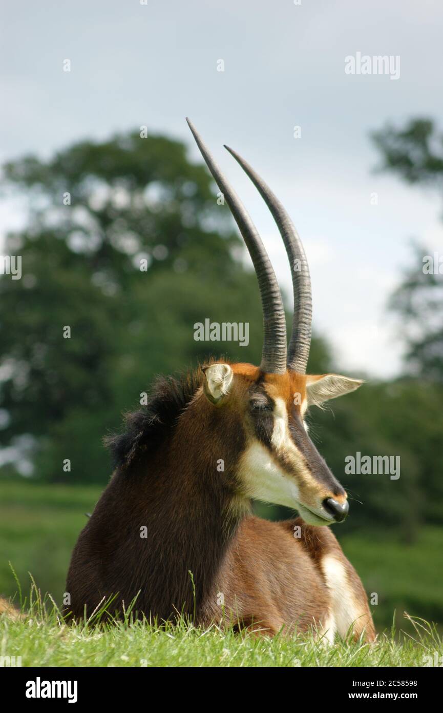 Gazelle head Banque de photographies et d’images à haute résolution - Alamy