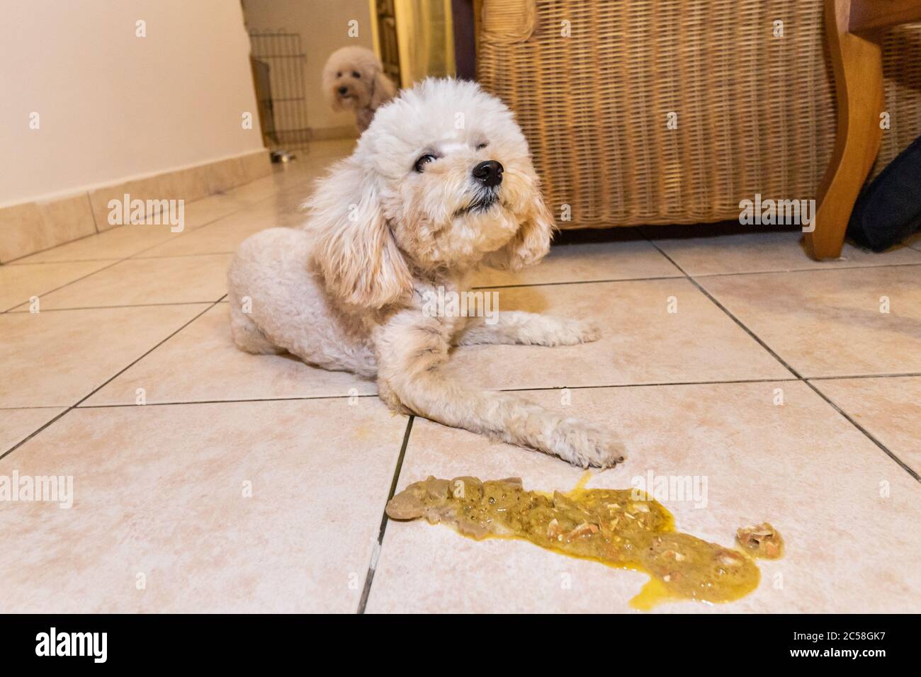 Chien malade malade malade malade malade malade malade malade et vomi ...