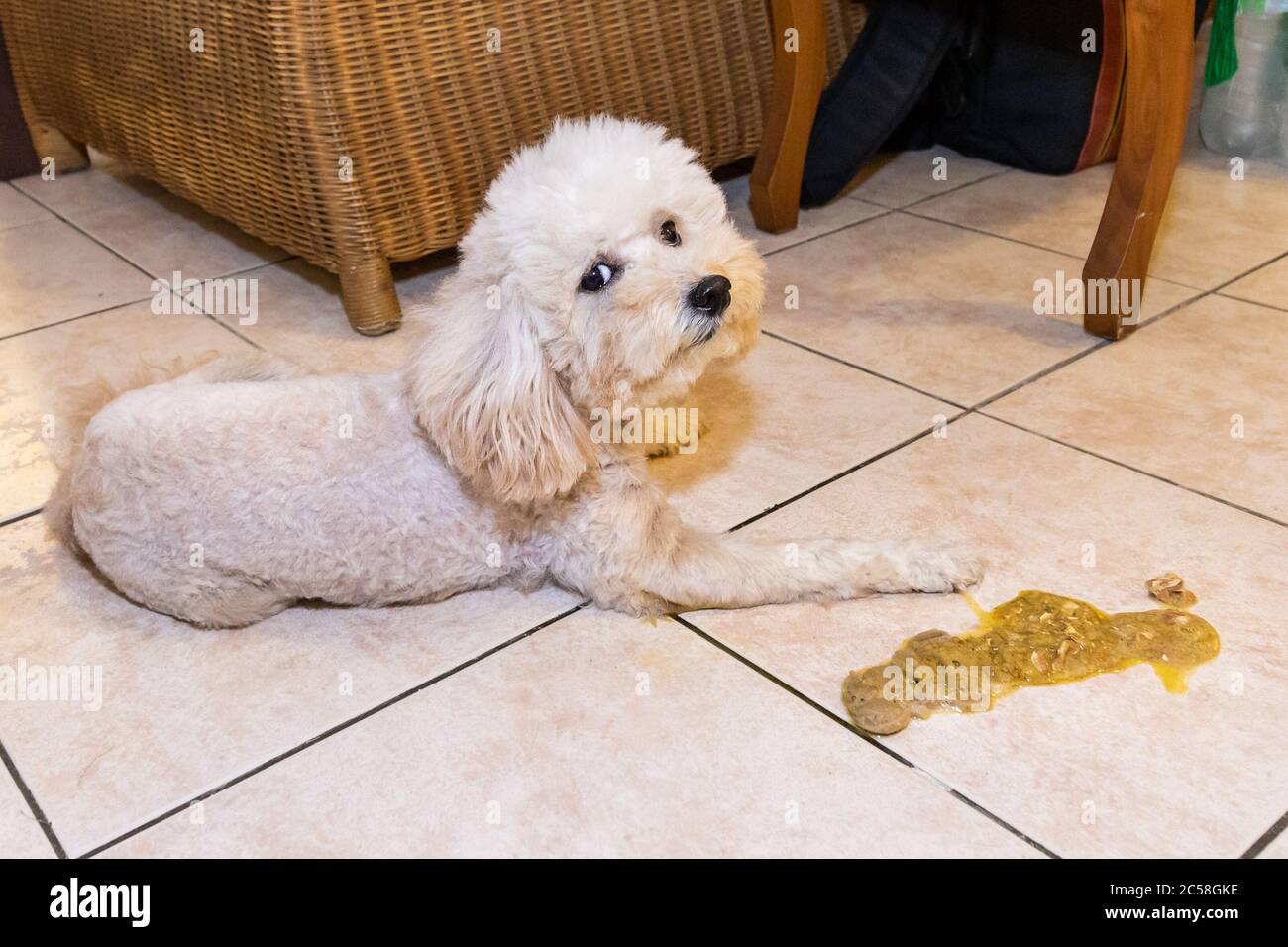 Chien malade malade malade malade malade malade malade malade et vomi ...