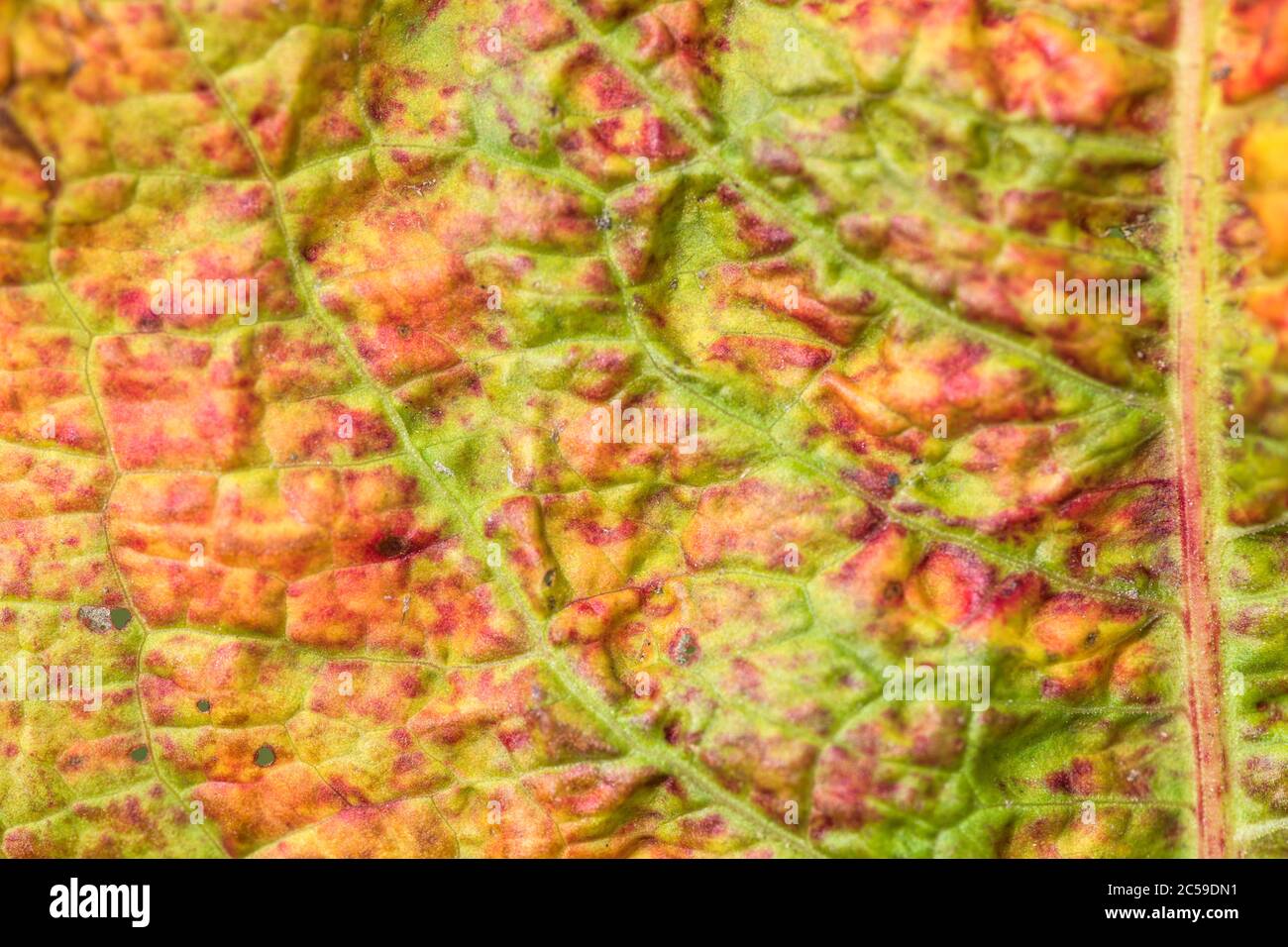 Feuille de quai malade Banque de photographies et d’images à haute ...