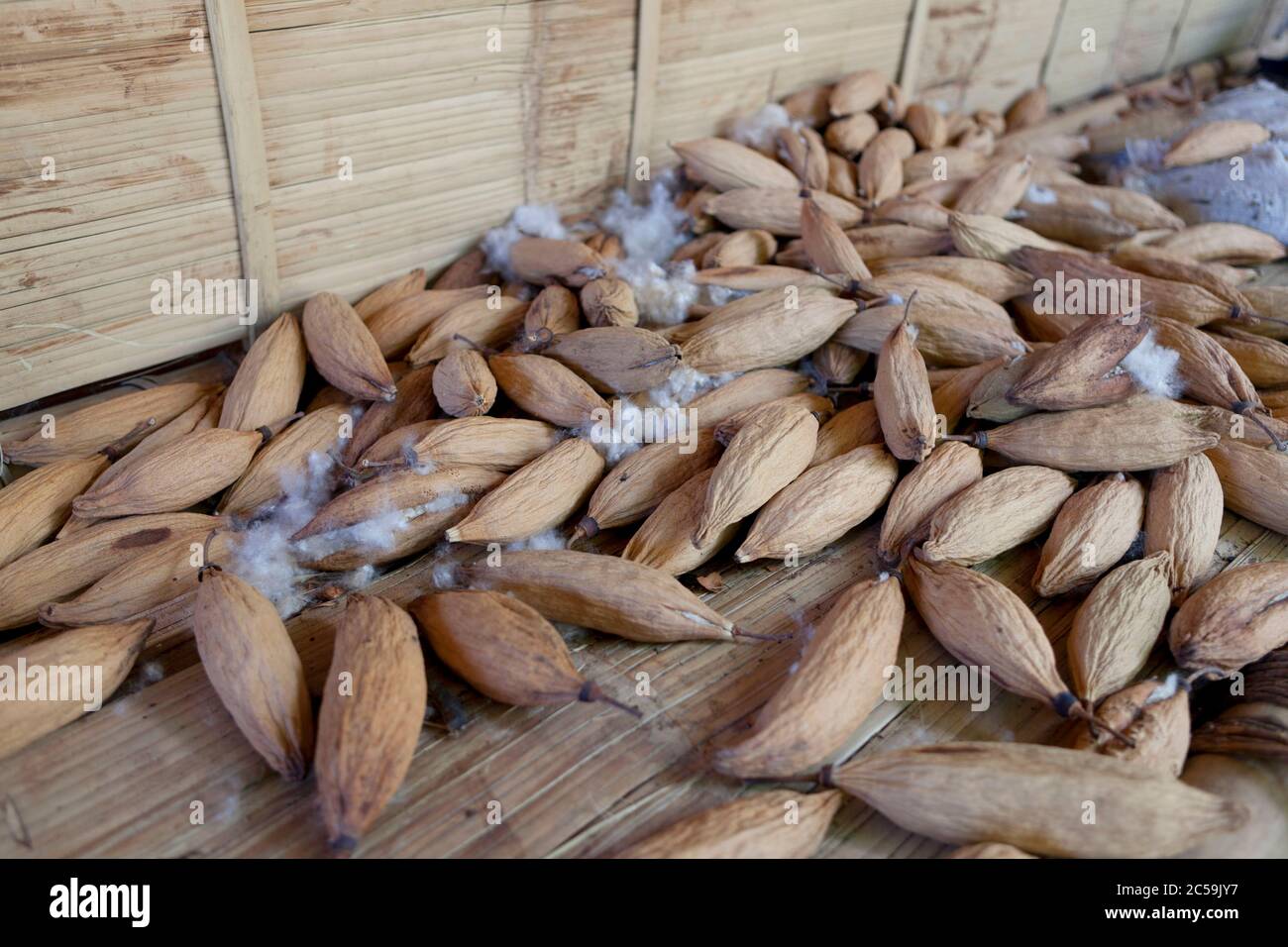 Indonésie, Nusa Tengara, Timor oriental, fruit de Ceiba pentandra, ou ...