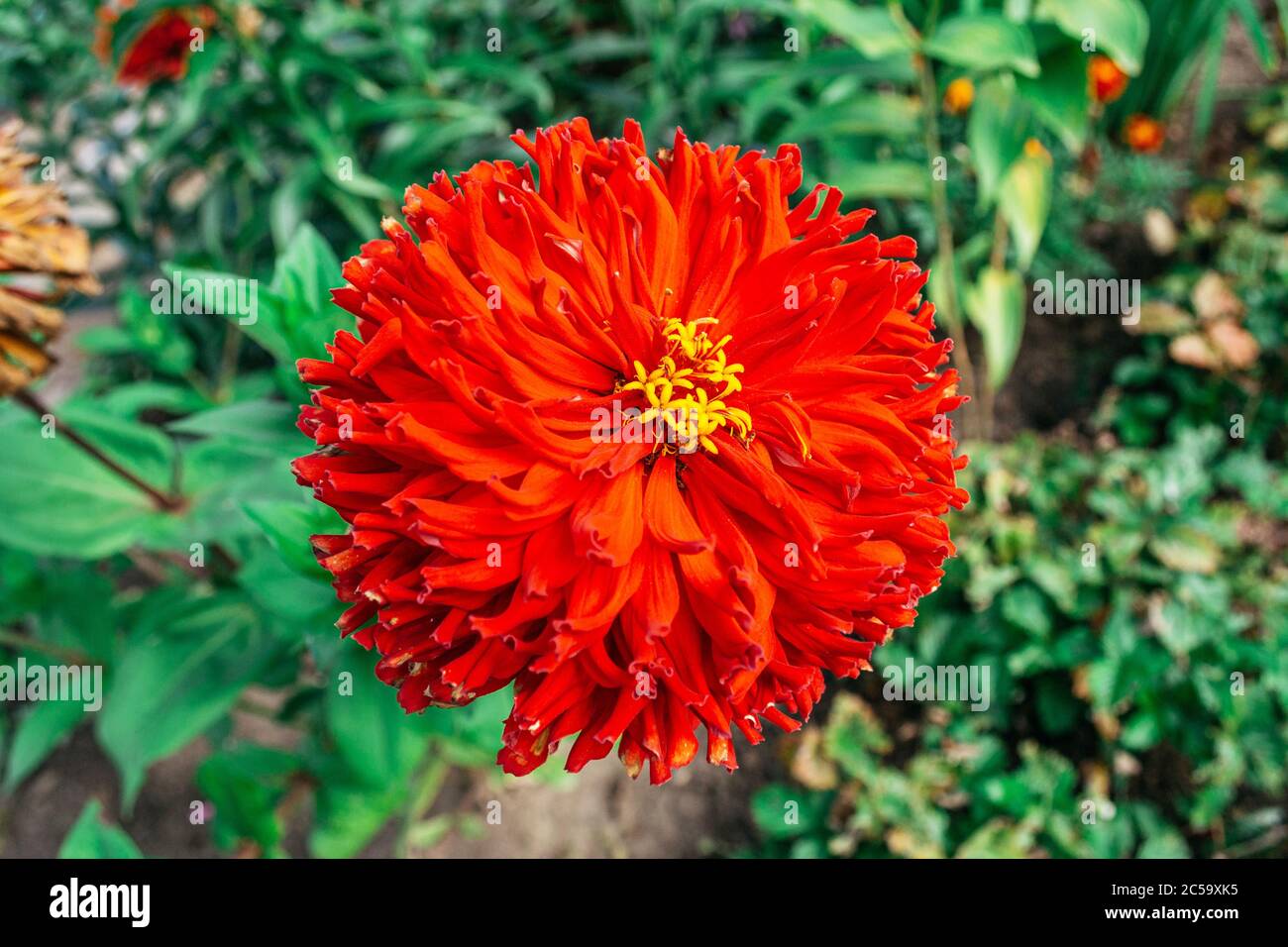 Grande fleur rouge Banque de photographies et d’images à haute ...