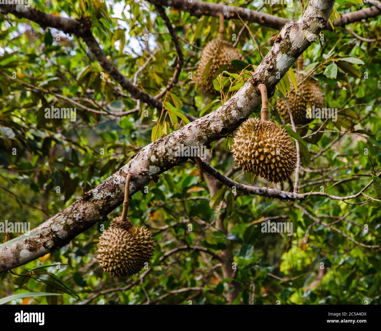 Arbre durian avec des fruits Banque de photographies et d’images à ...