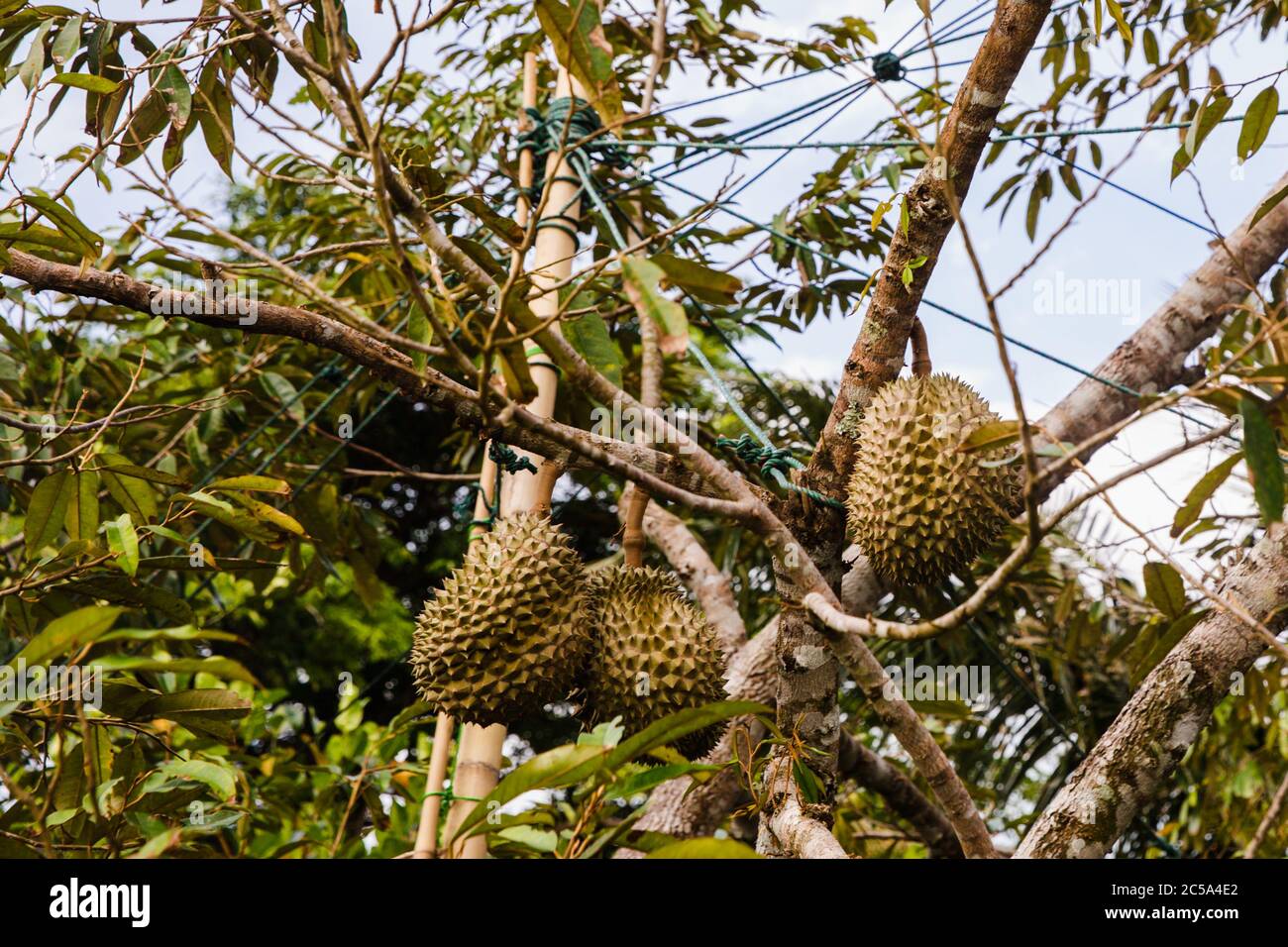 Arbre durian Banque de photographies et d’images à haute résolution - Alamy
