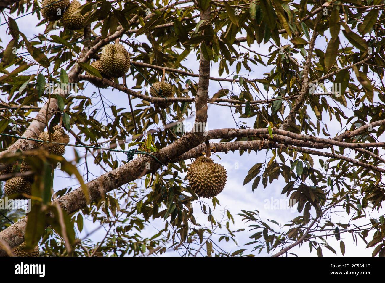 Arbre durian avec des fruits Banque de photographies et d’images à ...