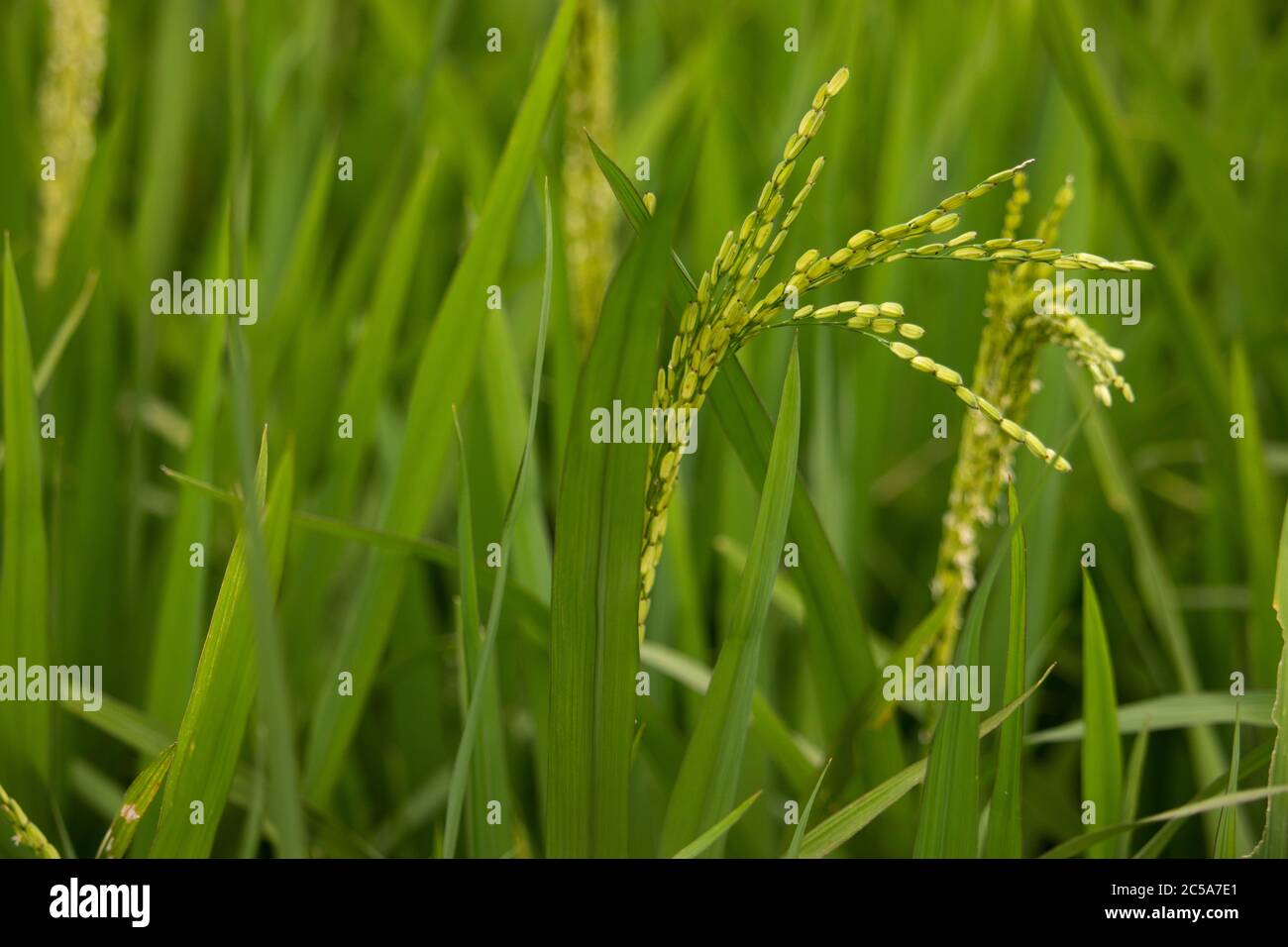 Plante de riz Banque de photographies et d’images à haute résolution ...