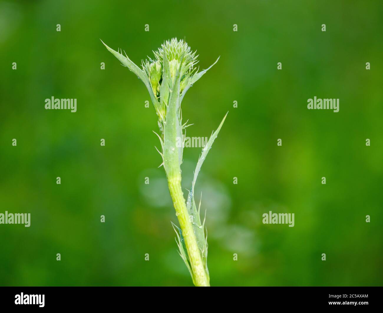 Maître de fleur de Rattlesnake, Eryngium yuccifolium. Utilisé par les ...