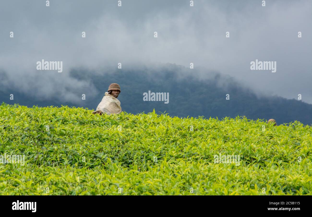 Vert rwanda Banque de photographies et d’images à haute résolution - Alamy