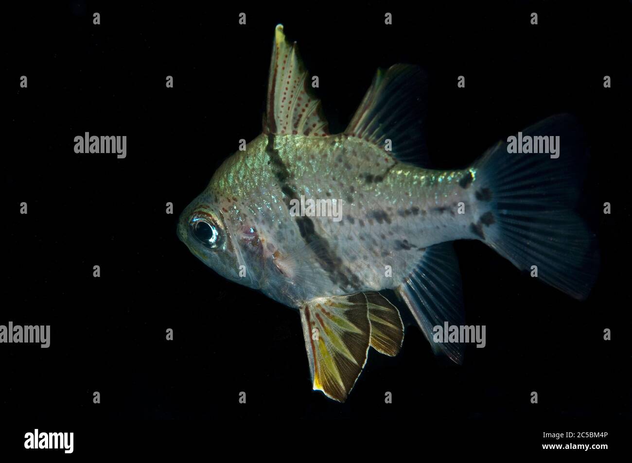 Poisson cardinal orbiculaire Banque de photographies et d’images à ...