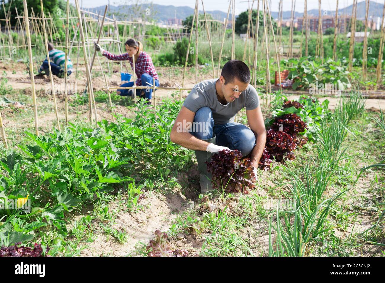 Portrait d'un jeune jardinier travaillant dans son jardin potager le ...