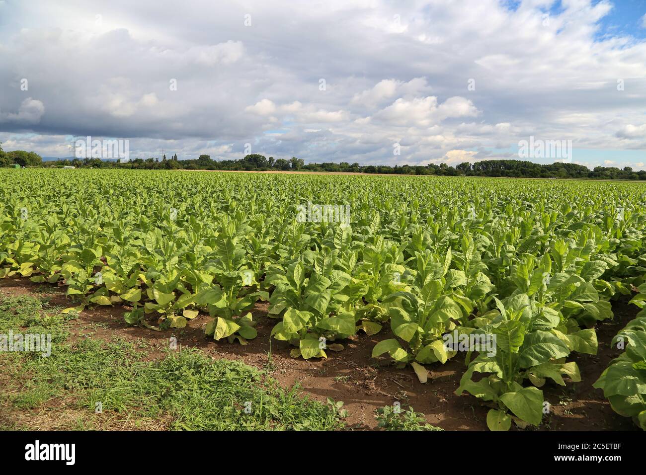 Tobacco plantation drawing Banque de photographies et d’images à haute ...