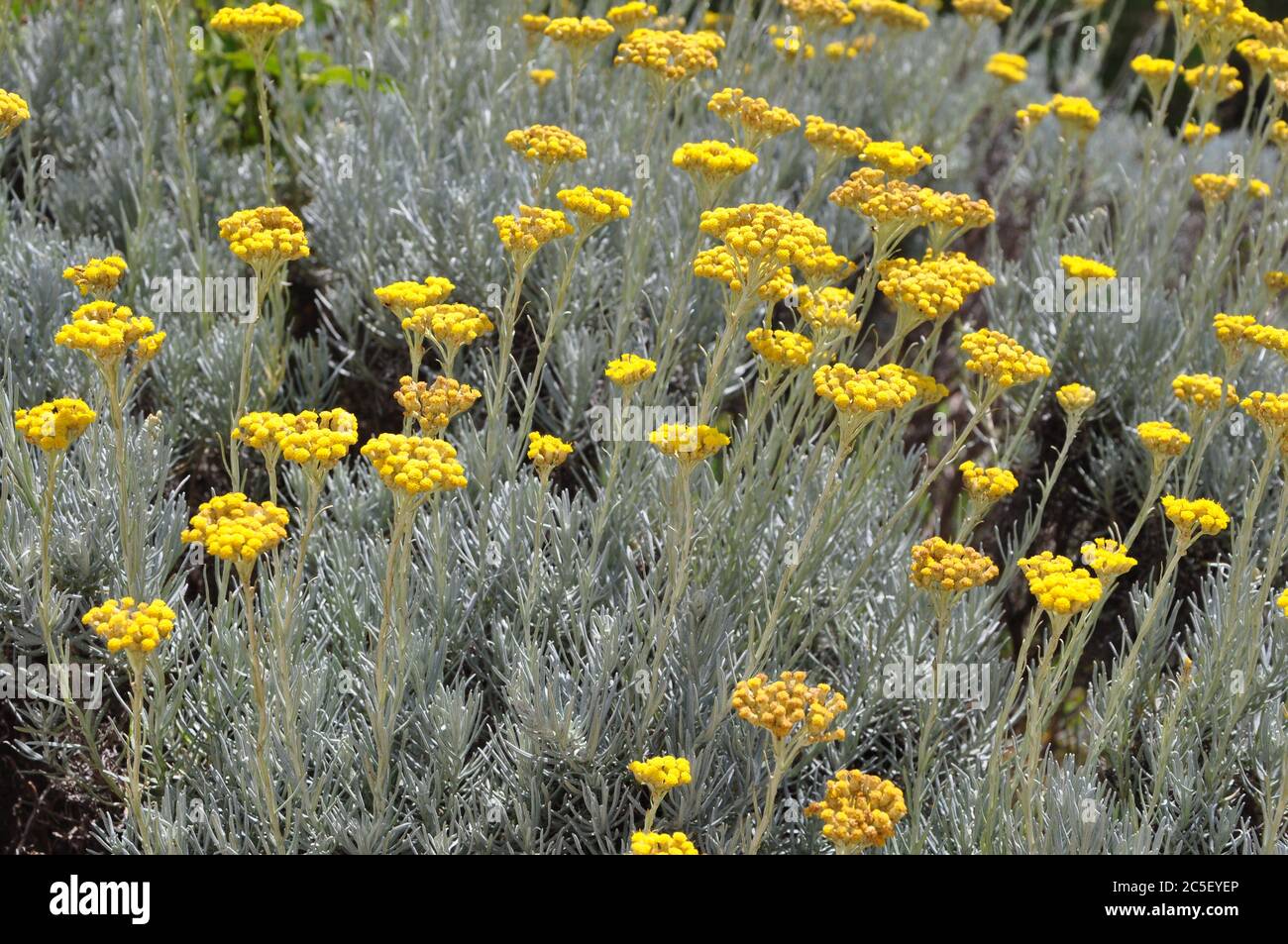 Fleur jaune immortelle médicinale. Fleurs d'hélichrysum arenarium ...