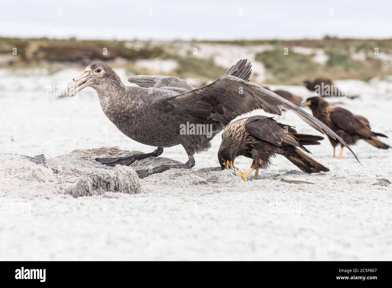 Petrel eating Banque de photographies et d’images à haute résolution ...