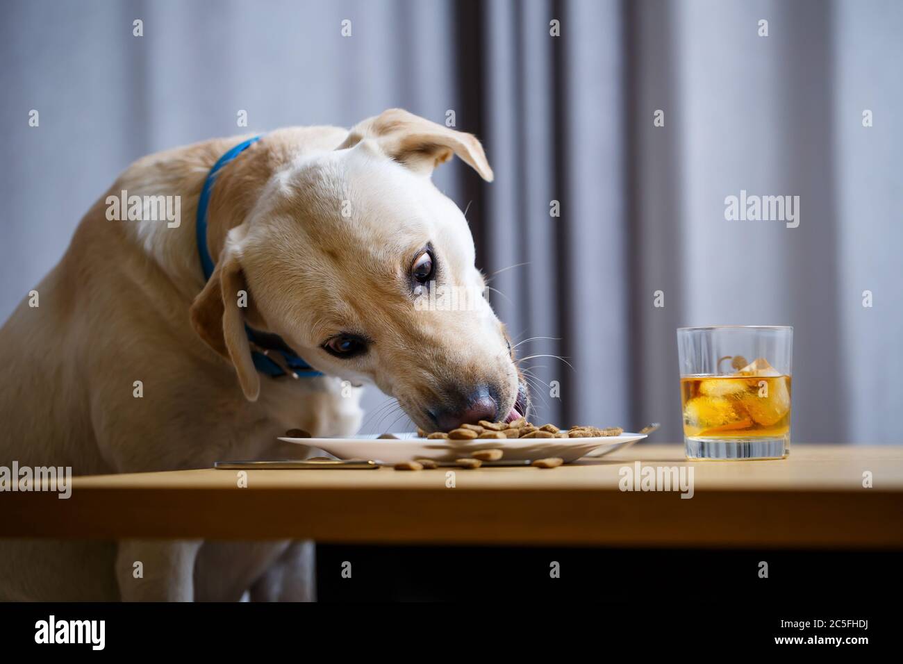 Un chien mignon mange des aliments dans une assiette. Le Labrador est ...