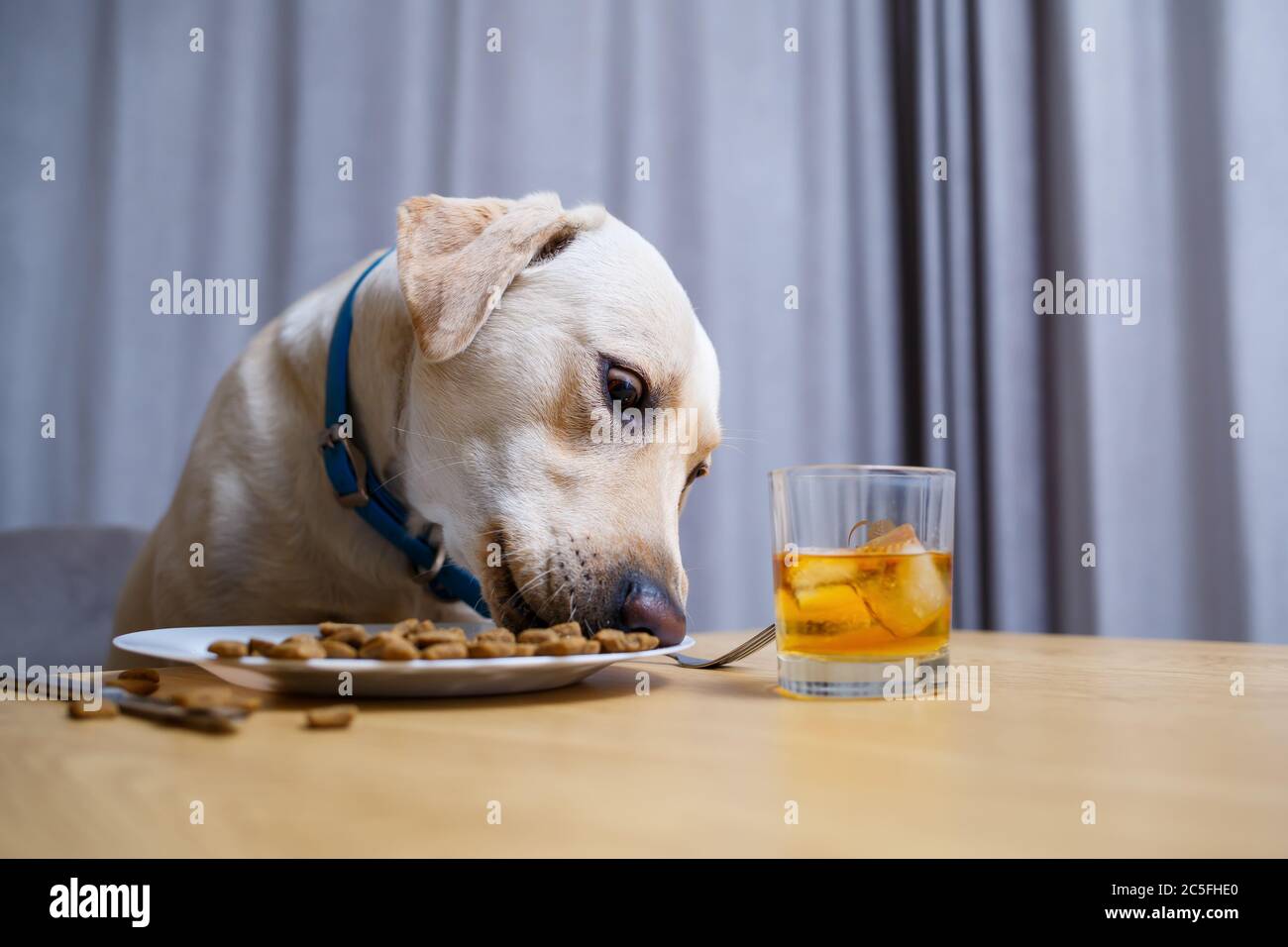 Un chien mignon mange des aliments dans une assiette. Le Labrador est ...