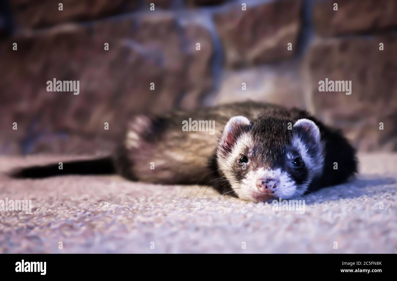 Belette de compagnie Banque de photographies et d’images à haute ...