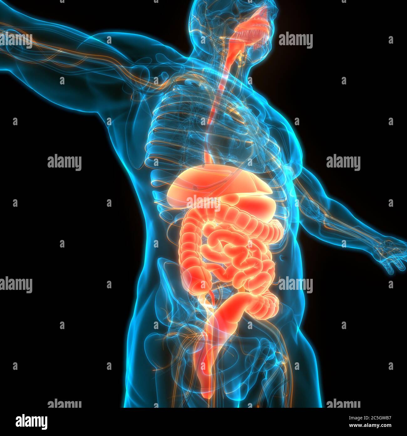 Anatomie du système digestif humain Photo Stock - Alamy