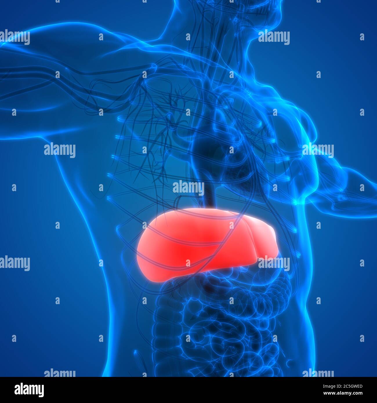 L'Organe digestif interne Anatomie du foie Photo Stock - Alamy
