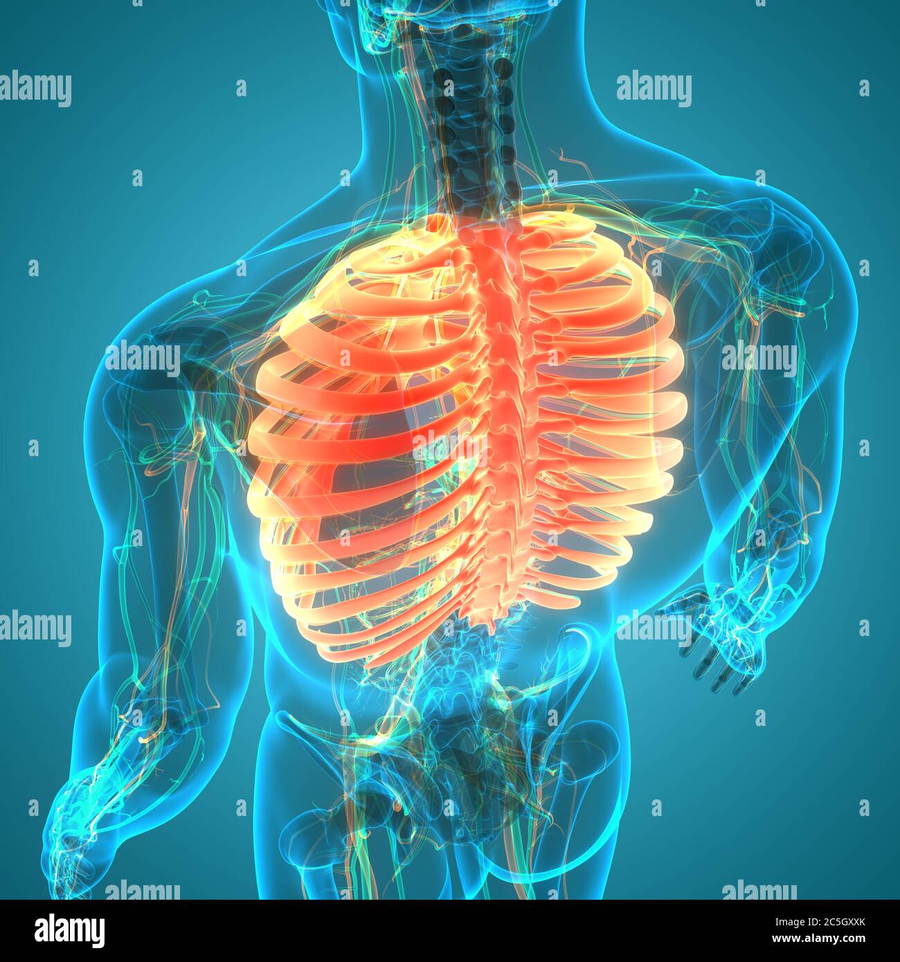 Système de squelette humain squelette thoracique articulations osseuses ...