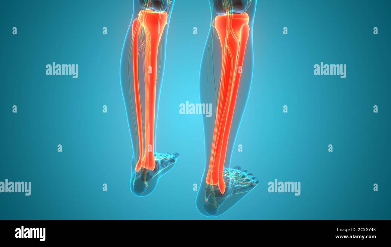 Système De Squelette Humain Tibia Et Fibula Joints Osseux Anatomy Photo ...
