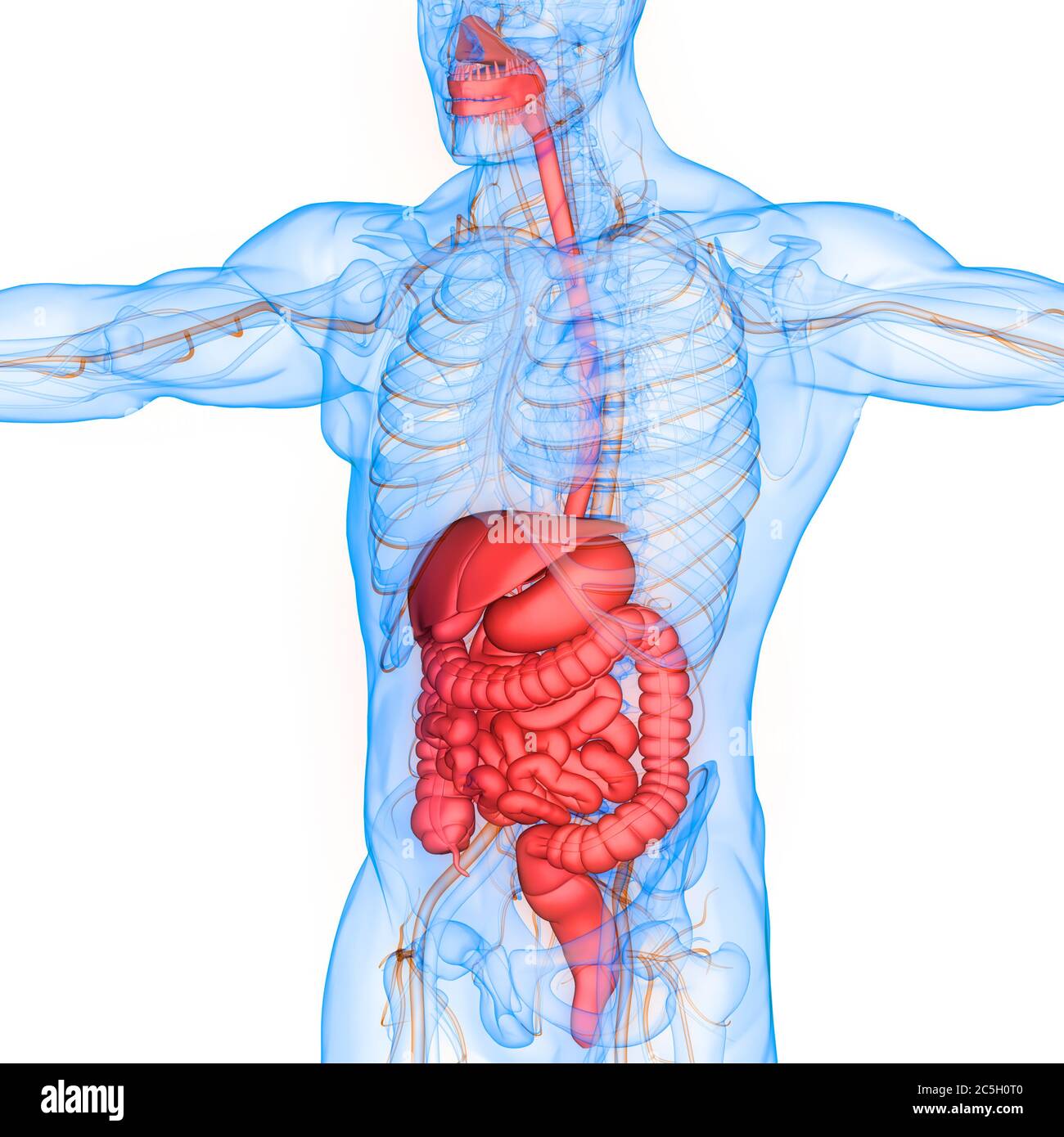 Anatomie du système digestif humain Photo Stock - Alamy