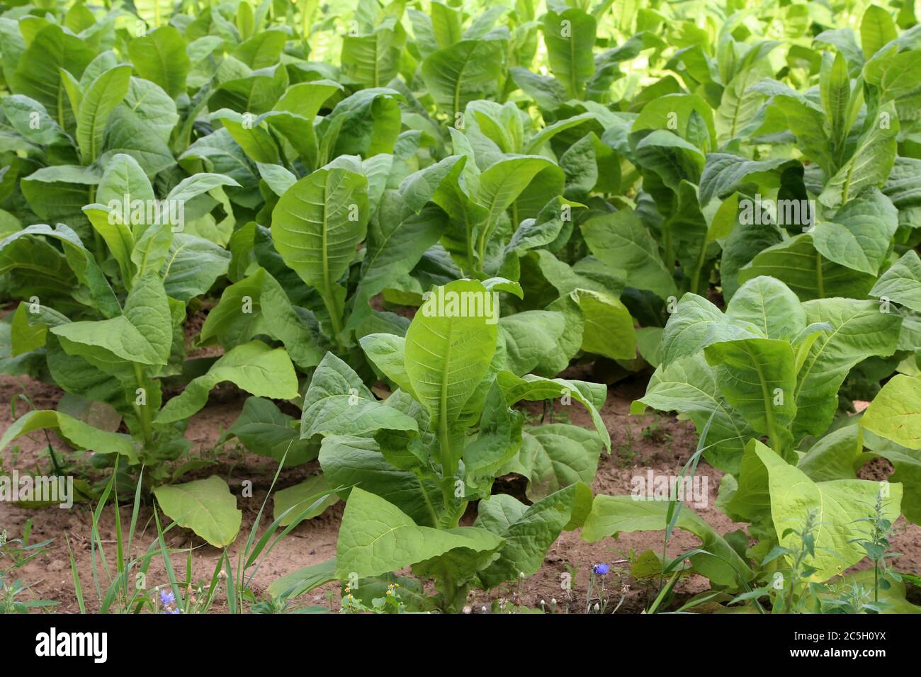 Tobacco plantation drawing Banque de photographies et d’images à haute ...